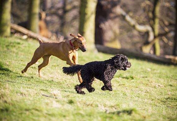 Canine Distemper Symptoms and Prevention | PetMD