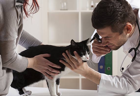 5 Rare Cat Diseases | PetMD