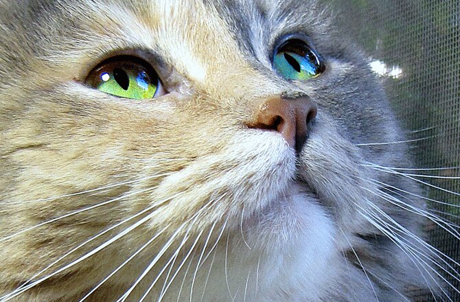 Cat Eye Conditions and Diseases | PetMD