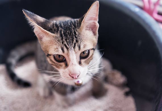 5 Signs of Kidney Disease in Cats | PetMD