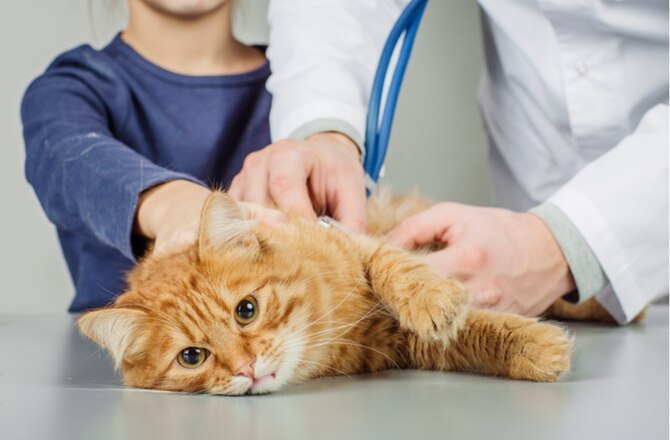 8 Common Ear Problems in Cats | PetMD