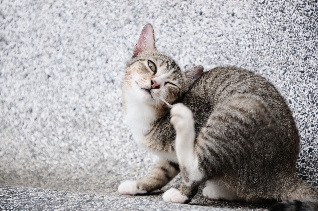 Demodectic Mange in Cats (Demodex Mites)| PetMD