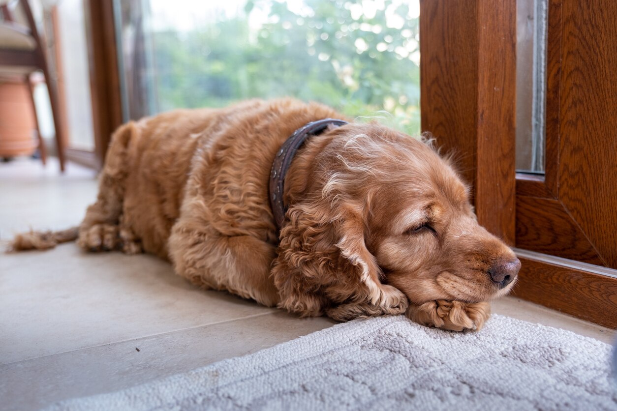 Prostate Cancer in Dogs (Prostatic Adenocarcinoma) | PetMD
