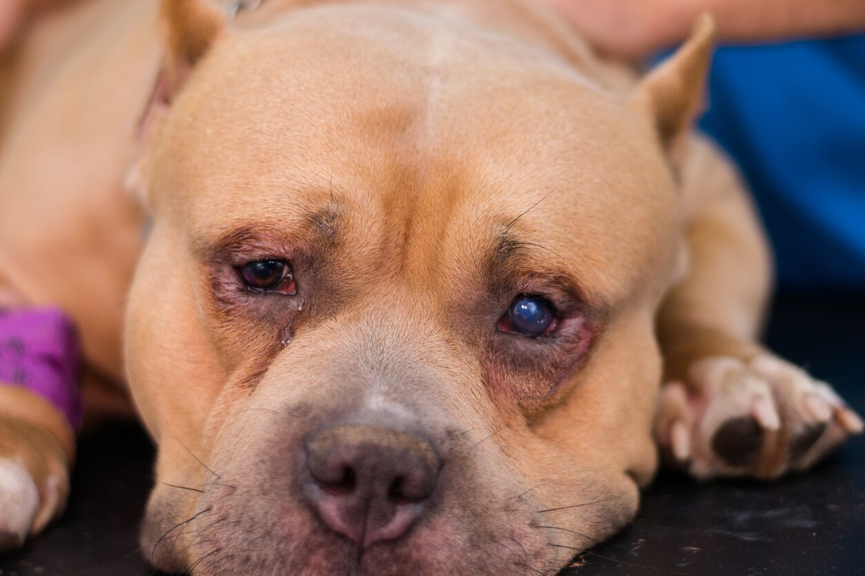 What Does A White Spot On A Dogs Eye Mean What Does A White Spot On A Dogs Eye Mean