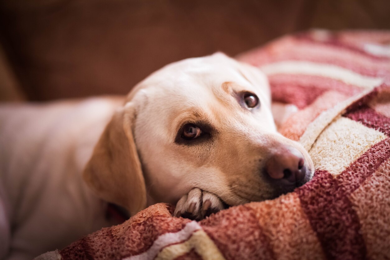 Hypothyroidism in Dogs | PetMD