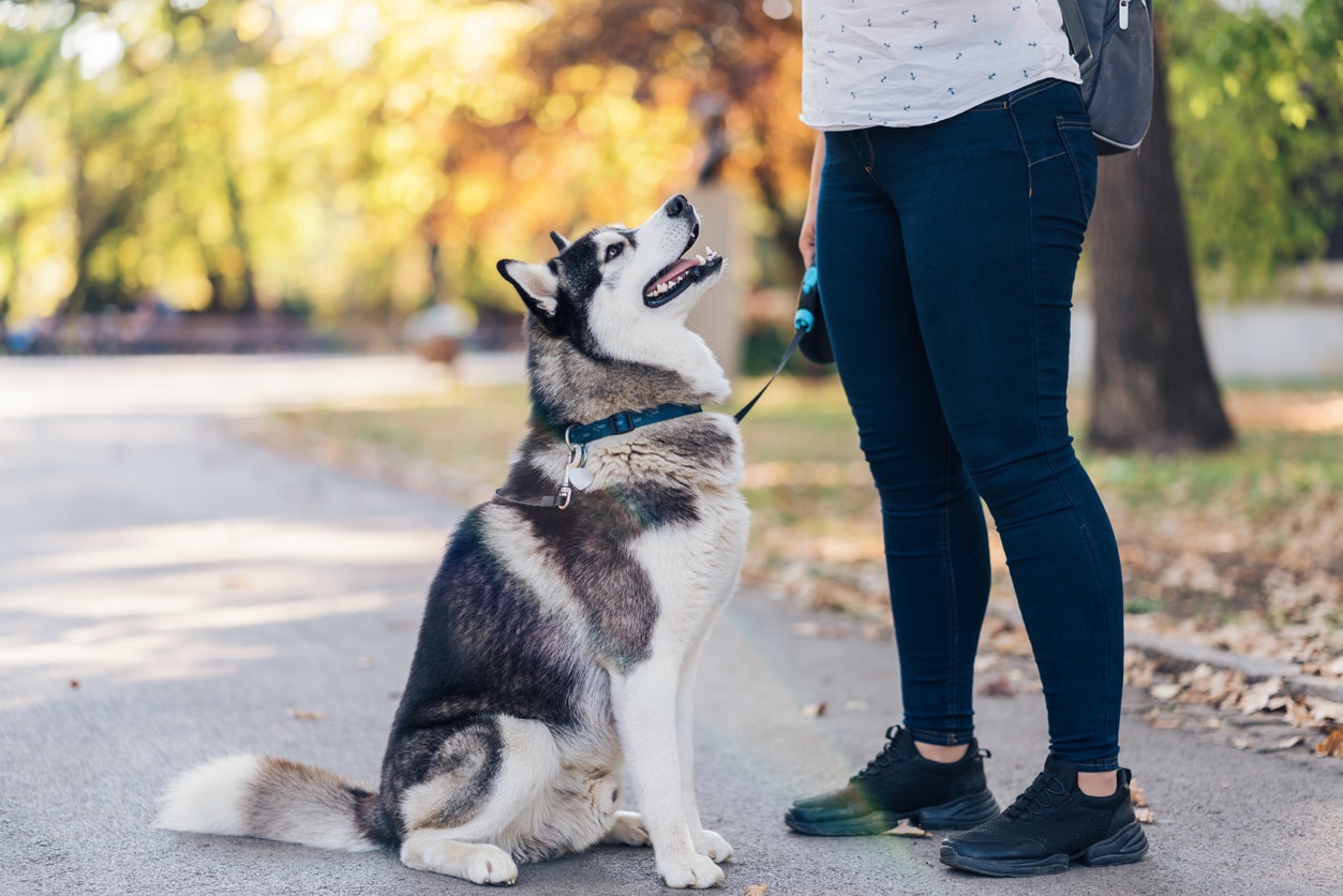 Hydrocephalus in Dogs | PetMD