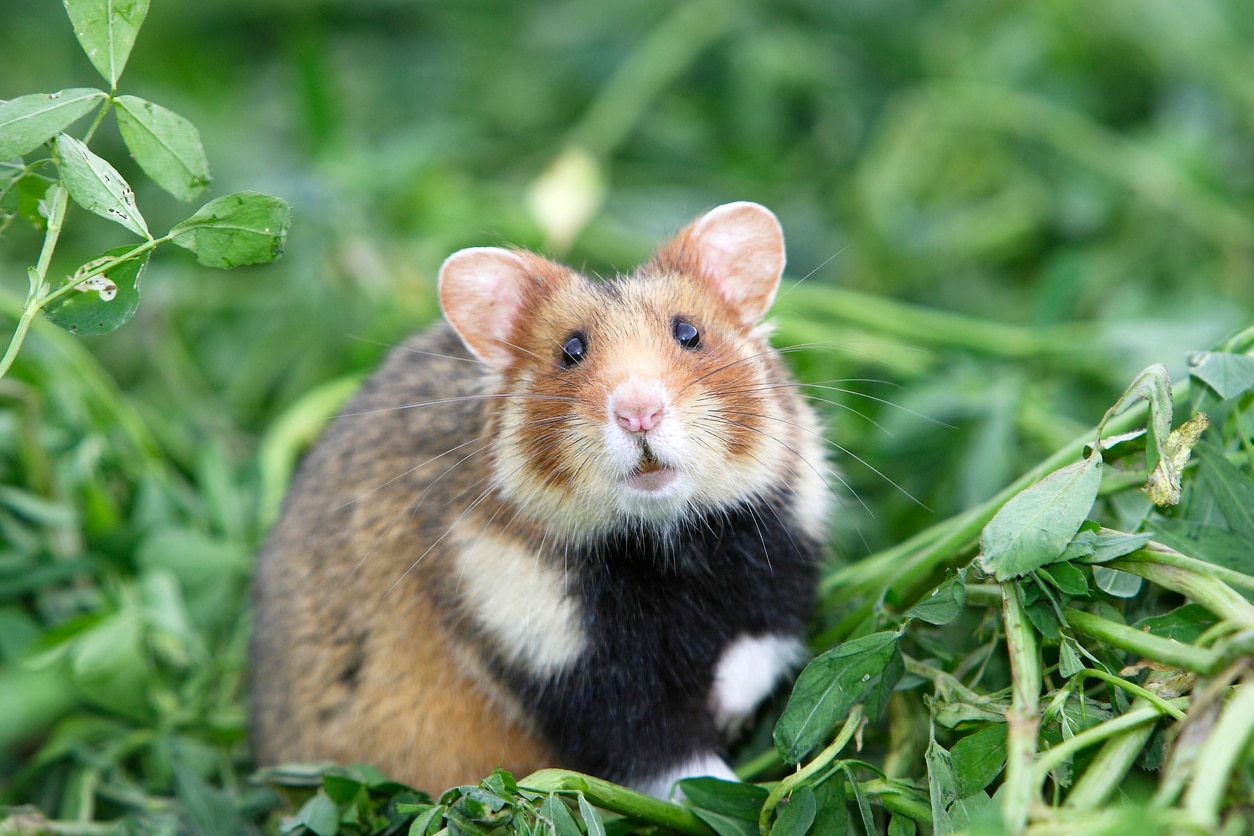Where Do Hamsters Come From? | PetMD