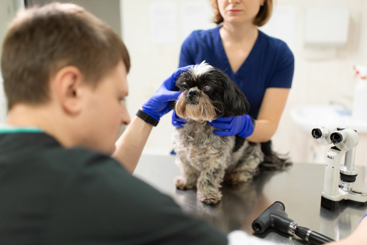 Iris Bombe in Dogs | Eye Problems | Complete Posterior Synechiae | PetMD