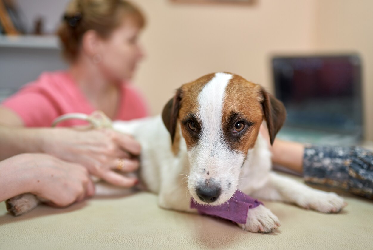 Spleen Cancer in Dogs | PetMD