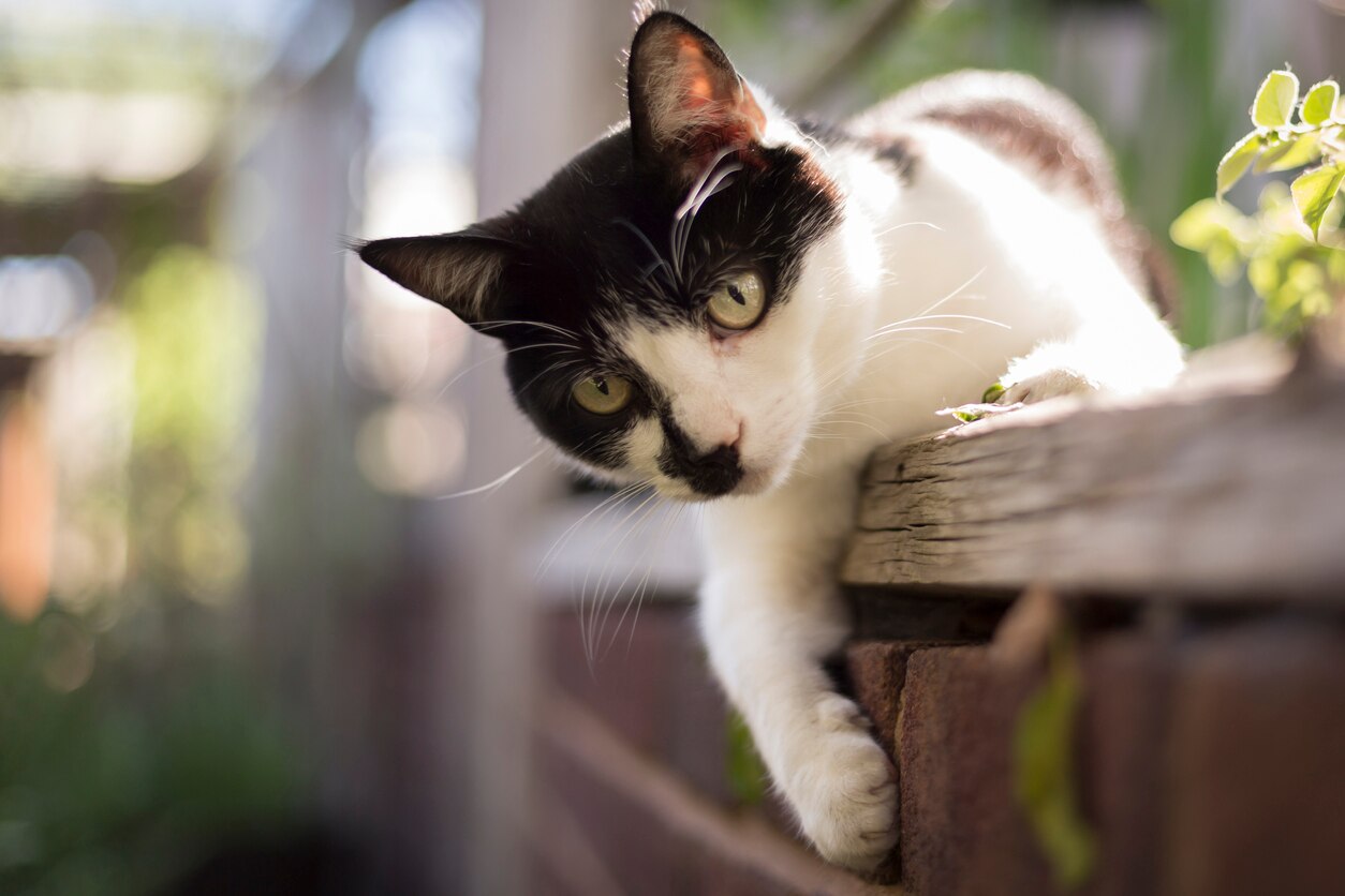 Cryptococcosis in Cats | PetMD