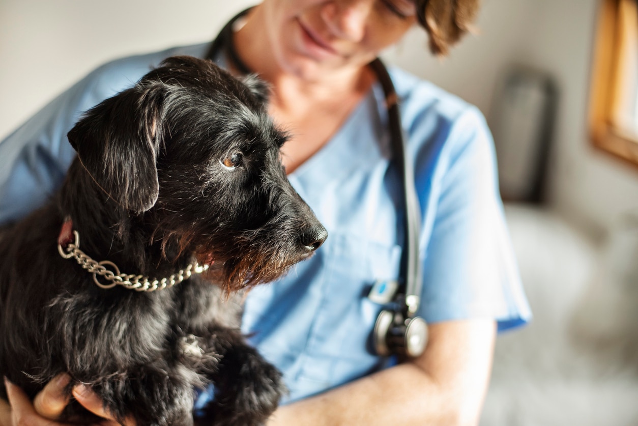 The Hidden Benefits of DNA Testing for Dogs | PetMD