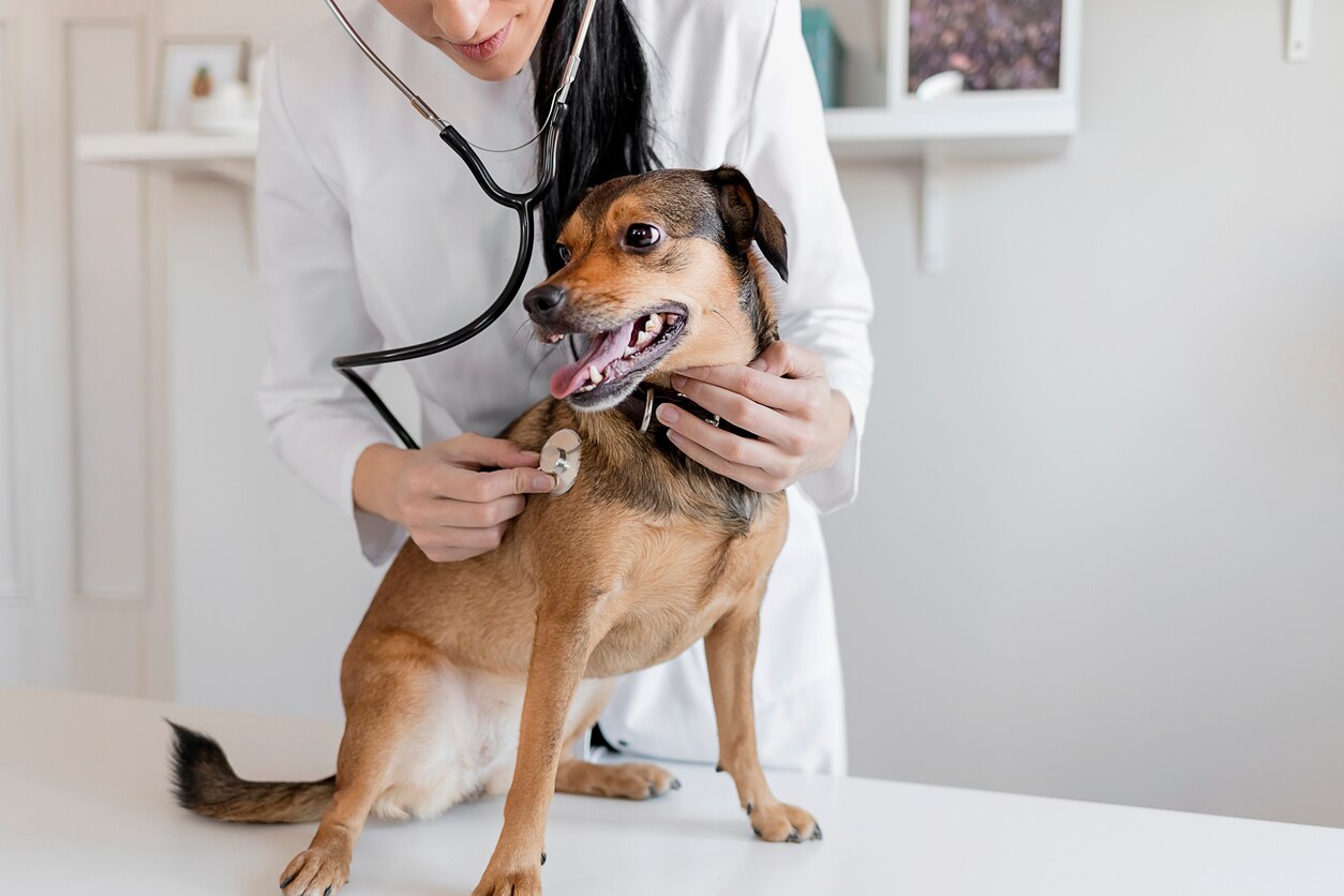 Heart Valve Malformation in Dogs | PetMD