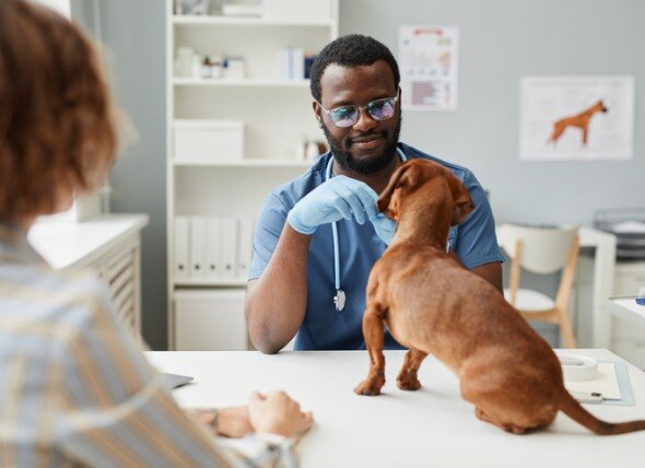 Rashes on Dogs | PetMD