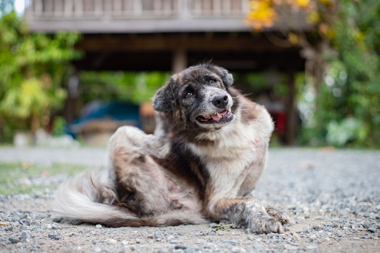 How Did My Dog Get Ticks? | PetMD