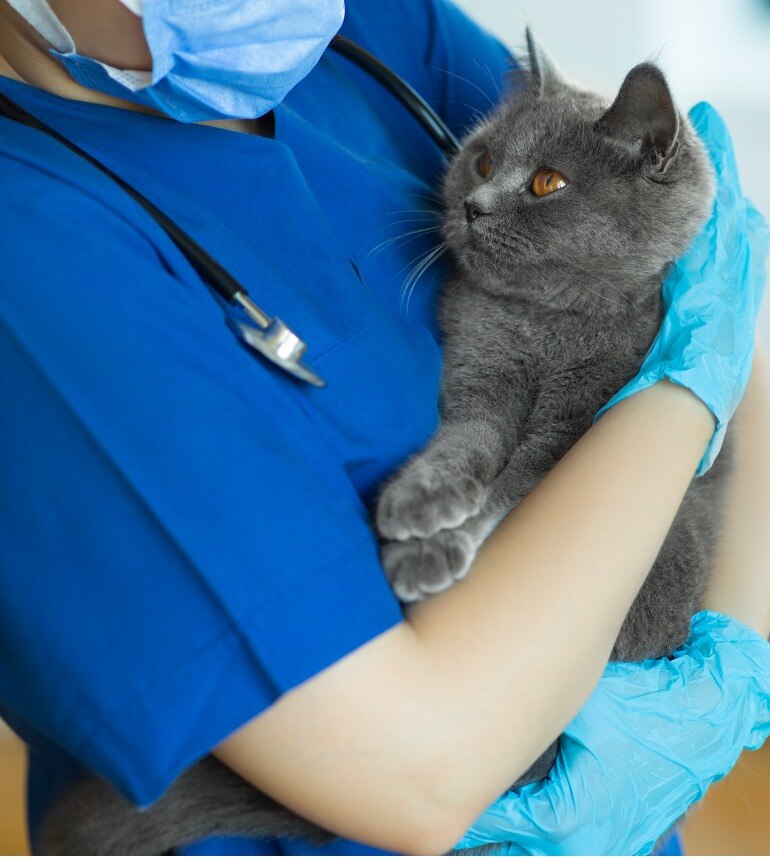 Symptoms & What They Mean | PetMD