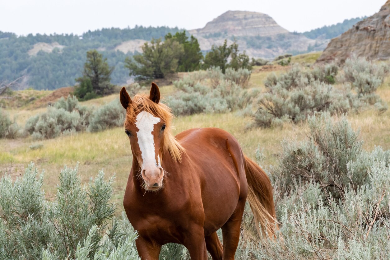 Rabies in Horses | PetMD