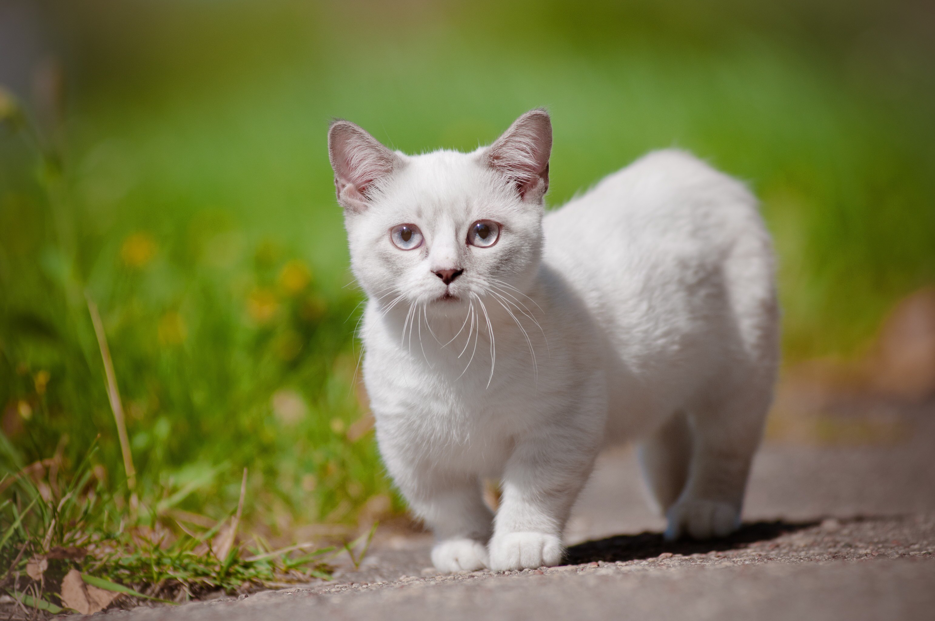 Munchkin Cat Breed Health and Care | PetMD