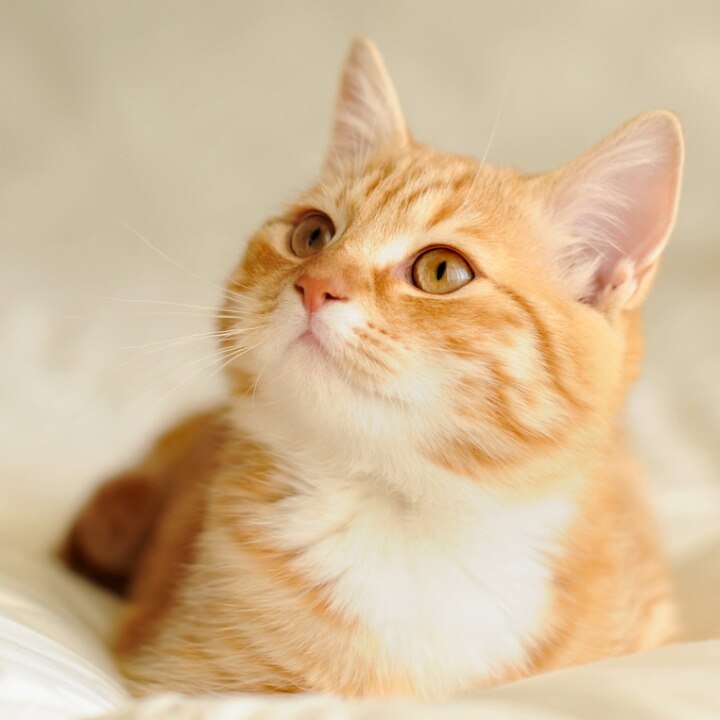 The Best Pet Health & Care Advice from Real Vets | PetMD
