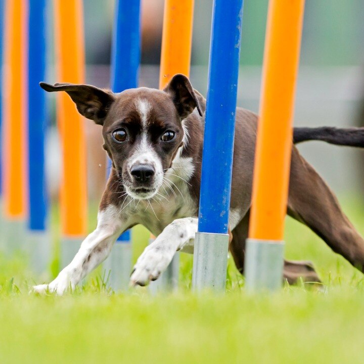 The Best Pet Health & Care Advice from Real Vets | PetMD