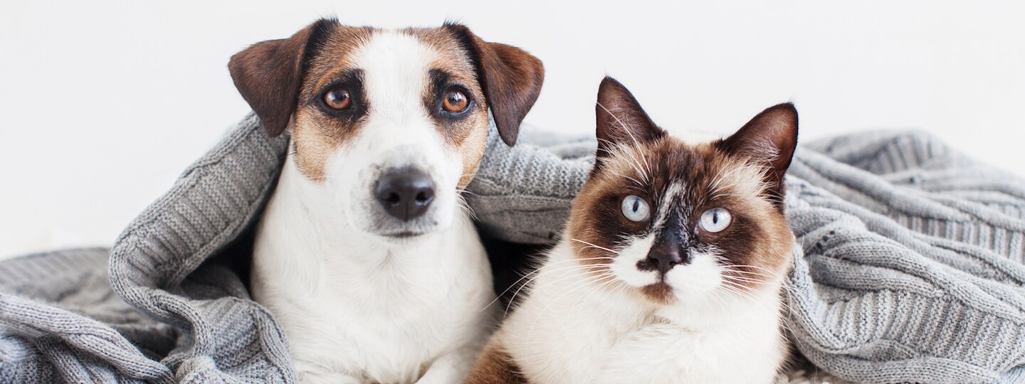 The Best Pet Health & Care Advice from Real Vets | PetMD