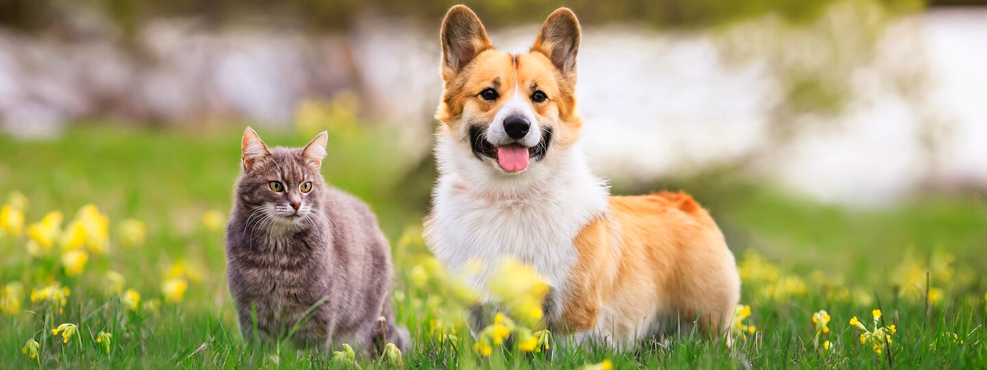 The Best Pet Health & Care Advice from Real Vets | PetMD
