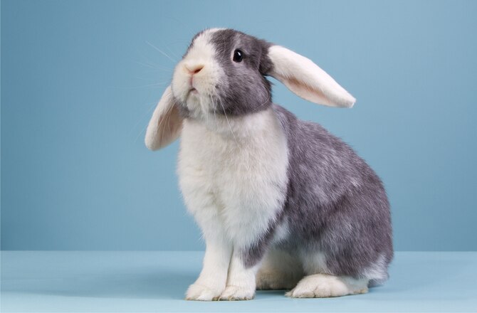 The Five Most Lovable Rabbit Breeds | Rabbit Breeds That Make Great ...