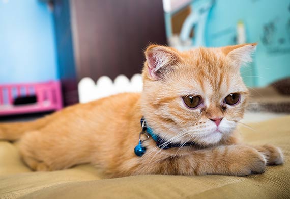 5 Signs of Kidney Disease in Cats | PetMD