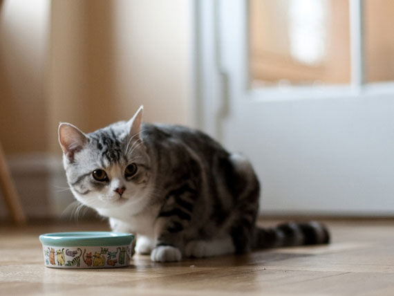 Feeding Strategies for Overweight Cats | PetMD