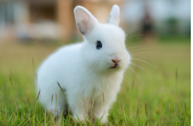 The Five Most Lovable Rabbit Breeds | Rabbit Breeds That Make Great ...