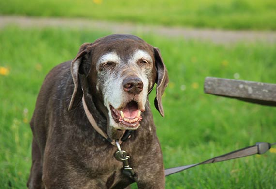 Canine Distemper Symptoms and Prevention | PetMD