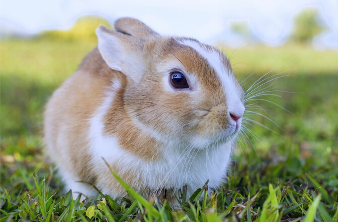 The Five Most Lovable Rabbit Breeds | Rabbit Breeds That Make Great ...
