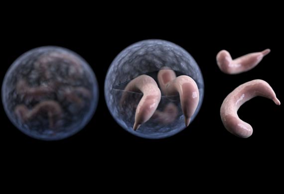 7 Water Parasites and Diseases that Can Infect Your Dog | PetMD