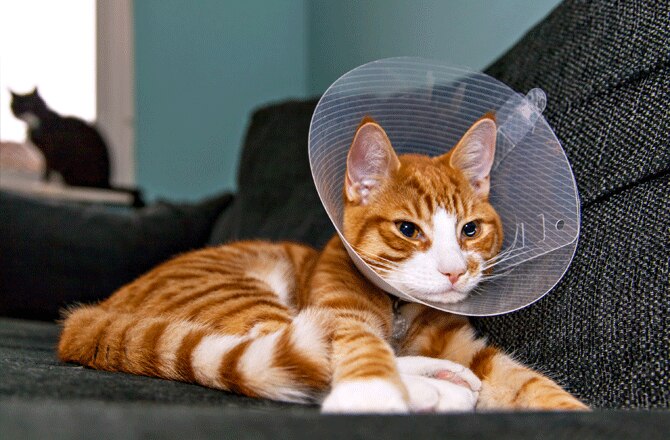 Seven Gastrointestinal Problems in Cats | GI Diseases in Cats | PetMD