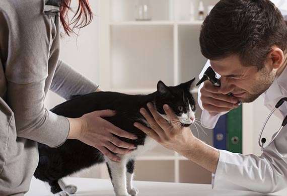 5 Signs of Kidney Disease in Cats | PetMD