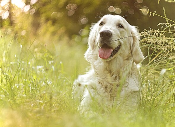How Pet Parents Can Go Green | PetMD