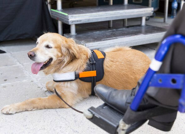 What’s the Difference Between Service Dogs, Emotional Support Dogs and ...