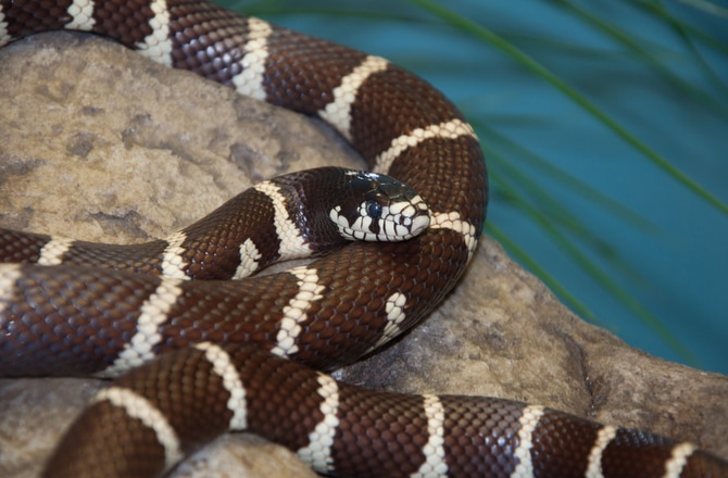 Pet Snakes That Stay Small | PetMD