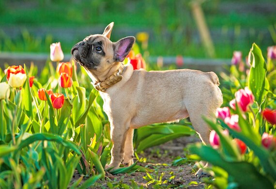 20 Spring Dangers That Can Affect Your Pet | PetMD