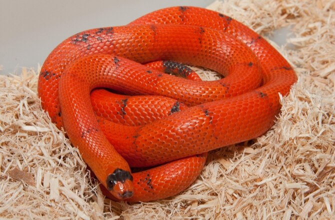 Pet Snakes That Stay Small | PetMD