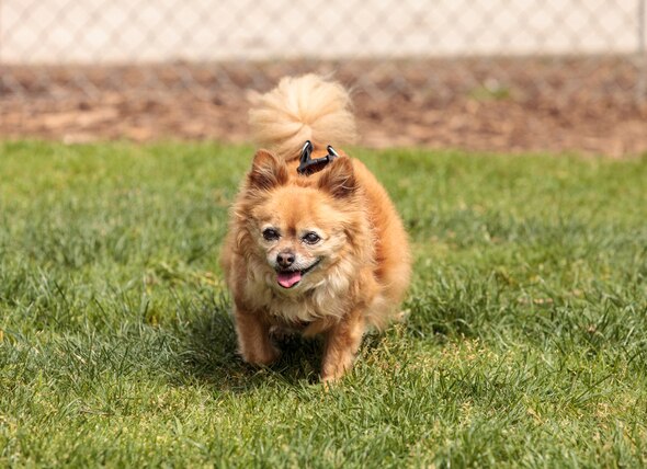 Dog DNA Tests: The 6 Most Common Results for Mixed Breed Dogs | PetMD