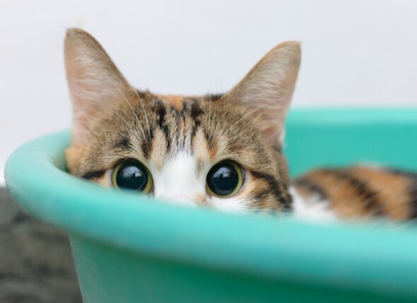 11 Ways to Help Your Cat Live Longer | PetMD