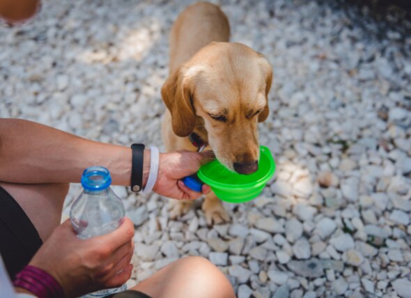 Is Tide Safe For Dogs