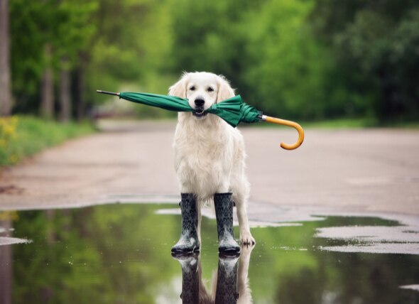Pet Safety: 5 Environmental Risks That Can Make Your Pet Sick | PetMD