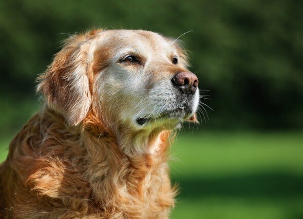 Spleen Cancer in Dogs | PetMD