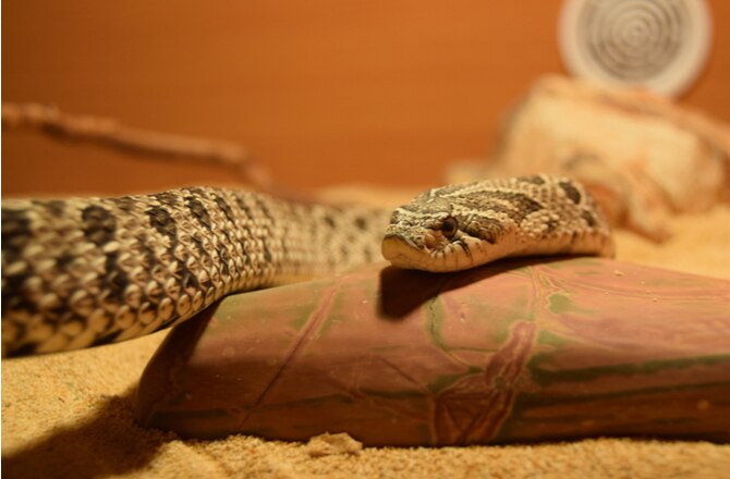 Pet Snakes That Stay Small | PetMD