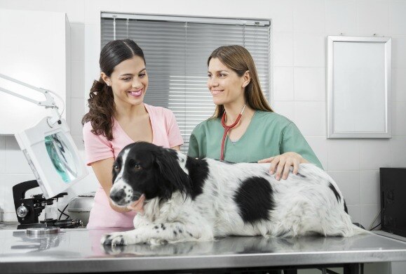 5 Anesthesia Risks for Pets You Should Know | PetMD