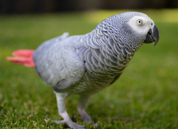 Beak and Feather Disease - Birds | PetMD