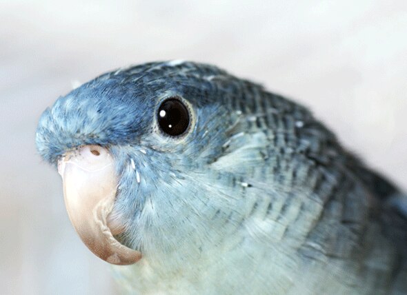 What to Do if Your Bird’s Beak is Overgrown | PetMD