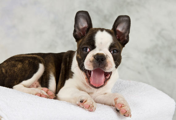 5 Common Health Issues for Small Dogs | PetMD