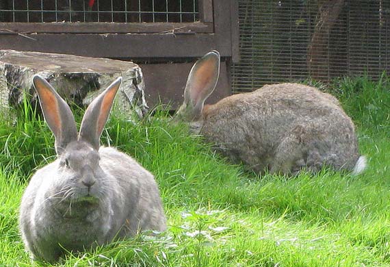 Giant Rabbits! | PetMD